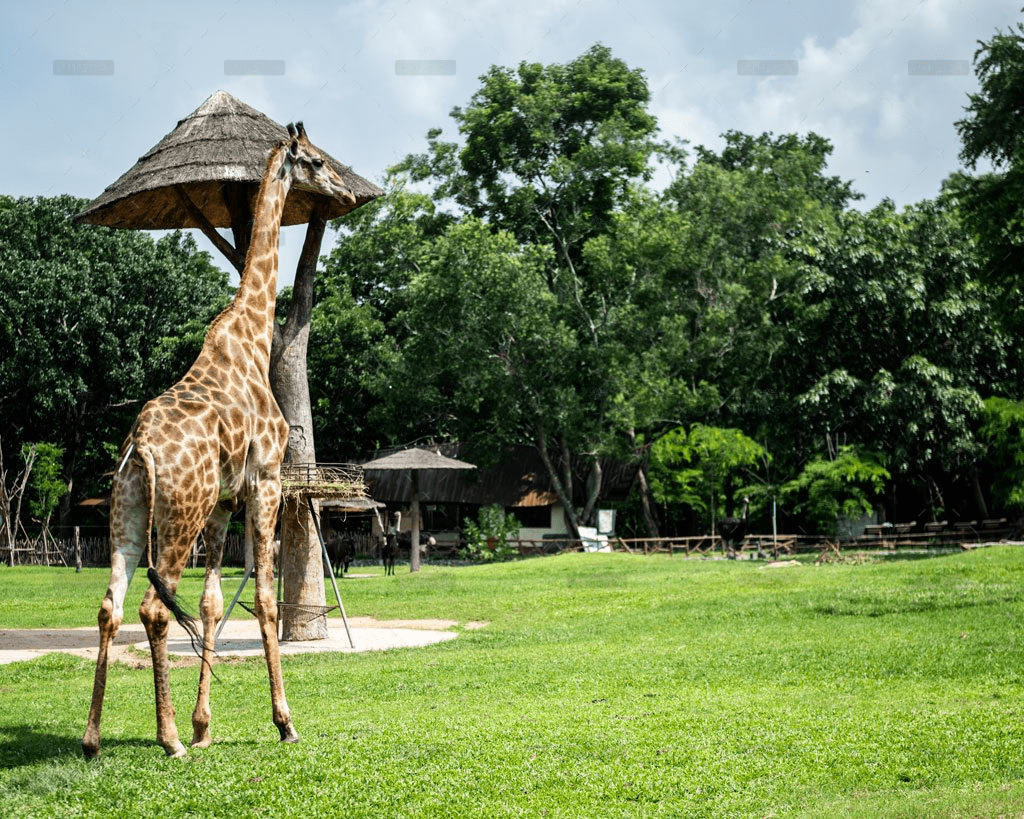 Home - Chashme Shahi Garden