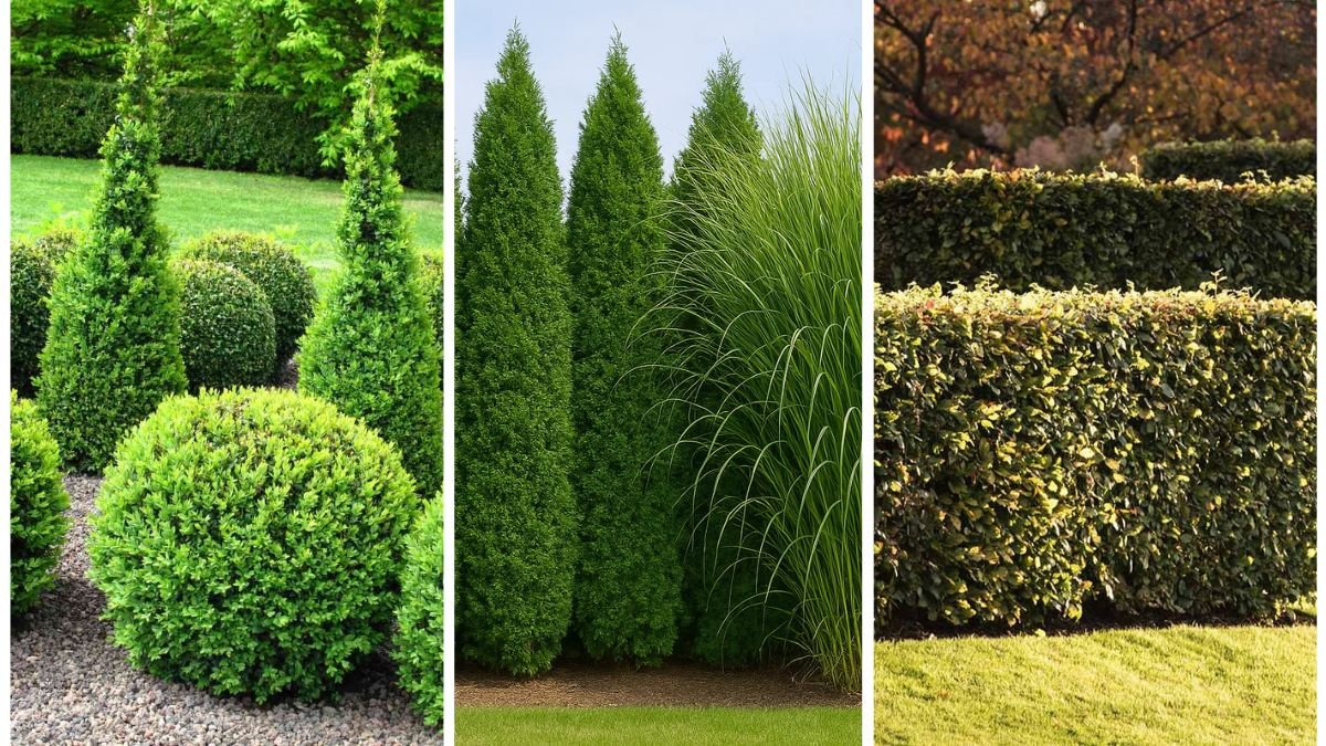 The Best Fast-Growing Plants for Creating Boundaries - Chashme Shahi Garden