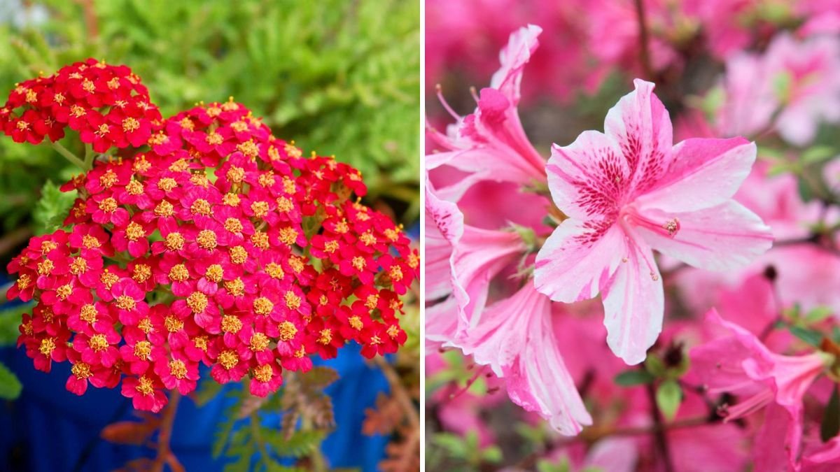 7 Summer Flowers That Still Bloom in Early Fall - Chashme Shahi Garden