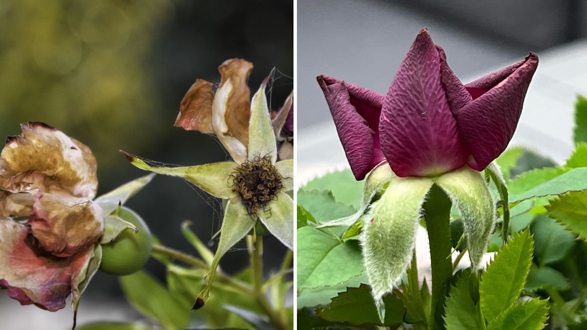 How to Revive Flowers After Heavy Rain - Chashme Shahi Garden