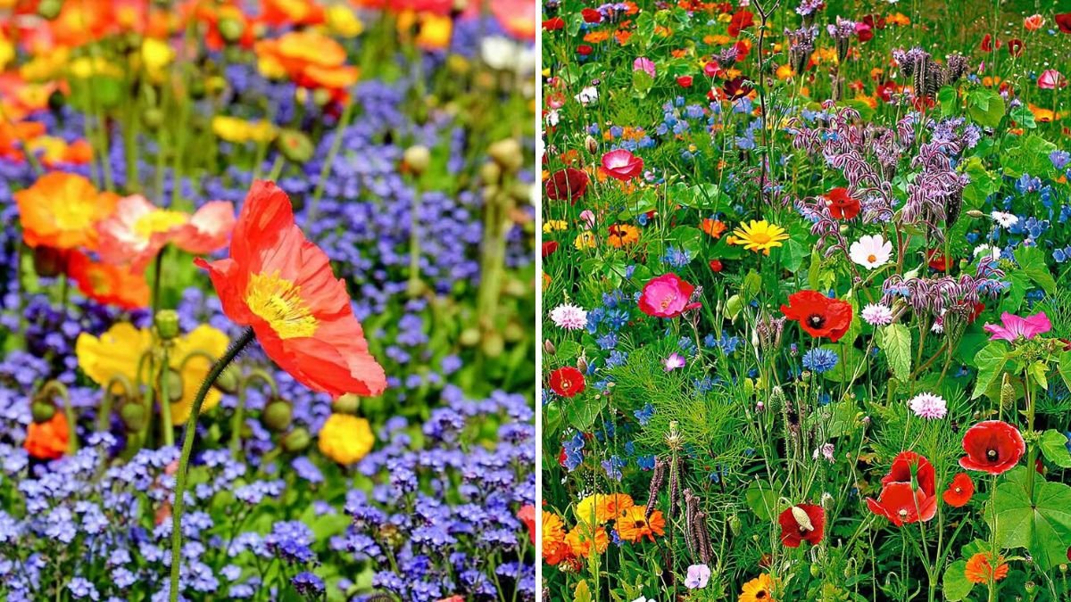How to Grow Wildflowers for a Natural Look - Chashme Shahi Garden